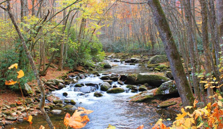 7 Easy Hikes in the Smoky Mountains for Anyone to Enjoy