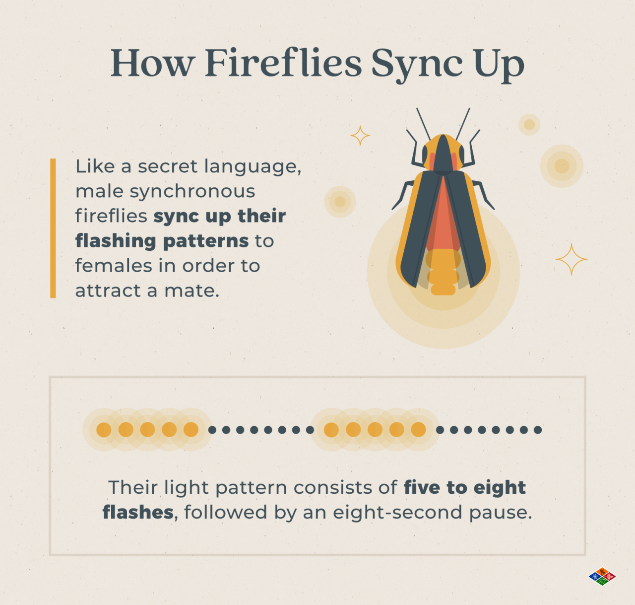 Smoky Mountain Fireflies: How To See Them Sync Up in 2024